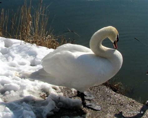 Labodje Jezero Svetlana Slovenija