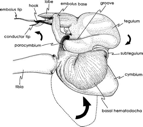 —movements Small Arrows Of Embolus Base And Tegulum That Resulted