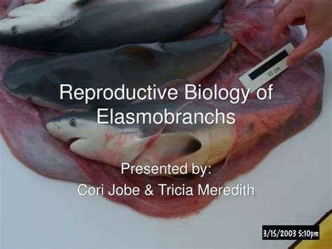 Ppt Reproductive Biology Of Elasmobranchs Powerpoint Presentation