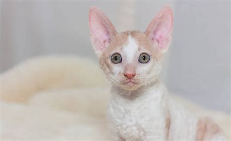 Bambino Cat The Adorable Sphynx Hybrid With Short Legs And A Loving