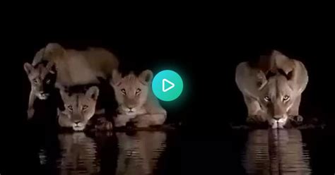 Here Is The Sound Of The Wild Sorry I Missed It On The Previous Post