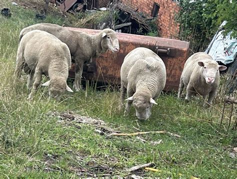 Vând 4 Berbeci Ile De France Voila • Olxro