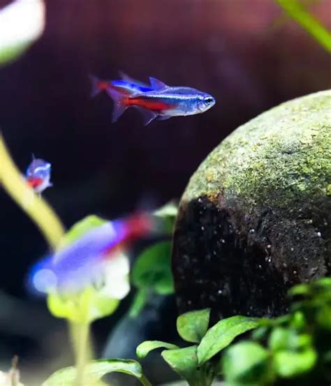 Aquatic Metabarcoding Jonah Ventures Environmental Dna