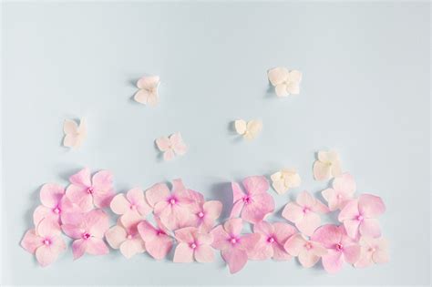 파란색 배경에 분홍색 수국꽃의 꽃에서 패턴 플랫 레이 및 코스메틱 배경 상단 보기 0명에 대한 스톡 사진 및 기타 이미지 0명 공휴일 귀여운 Istock