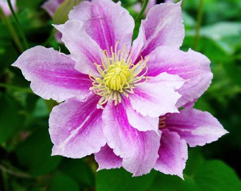 Clematis Flowering Vine Princess Anna Live Plant Etsy