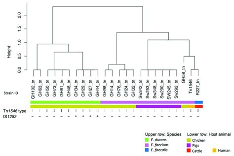 average nucleotide identity ani based cluster dendrogram showing