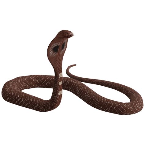 Cobra Snake 3d Model A23d