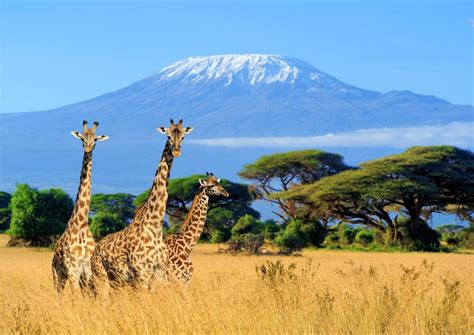 Mount Kilimanjaro National Park Kilimanjaro National Park Tanzania