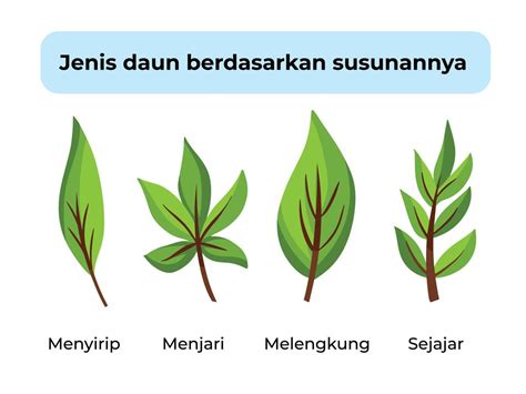Shapes Of Leaves And Their Names