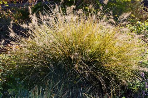 Premium Photo Fluffy Bush Close Up