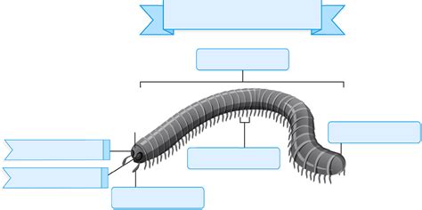 Centipede Diagram