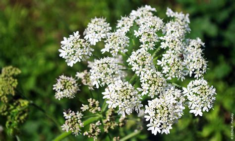 Wilde Möhre Daucus Carota Steckbrief