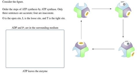 Solved Consider The Figure Order The Steps Of Atp Synthesis