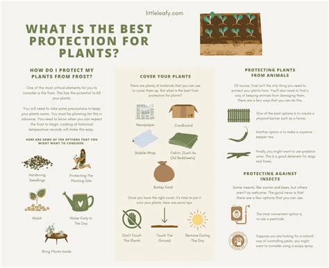 What Is The Best Protection For Plants Little Leafy