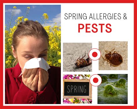 Spring Allergies And Pests 2023 Sydneys Best Pest Control 1800 819 189