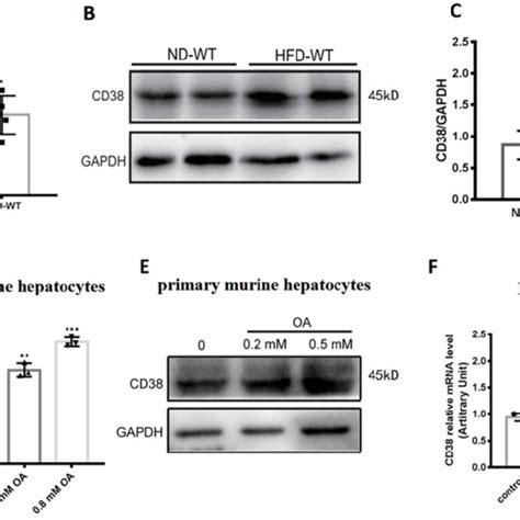 Cd38 Expression Was Up Regulated By High Fat Diet Or Oleic Acid In
