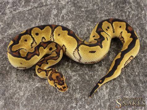 Orange Dream Yellow Bellygravel Clown Ball Python By Xclusive Snakes