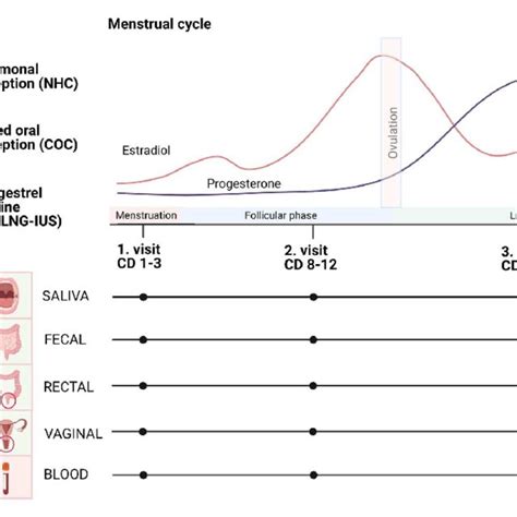 Schematic Representation Of The Sampling Scheme Over Women Were Download Scientific Diagram
