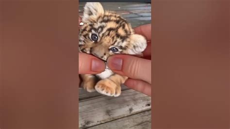 Tiger Squishing Like And Subscribe Youtube