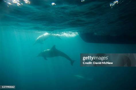 Dolphin Bow Photos And Premium High Res Pictures Getty Images