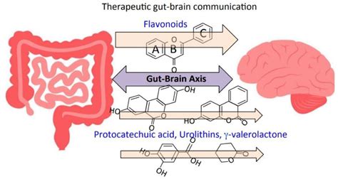 The Potential Of Flavonoids And Flavonoid Metabolites In The Treatment