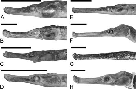 Photographs Of The Head Morphology Of The Nearshore Syngnathus Species