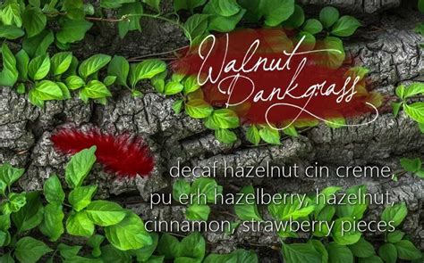 Walnut Dankgrass Tea