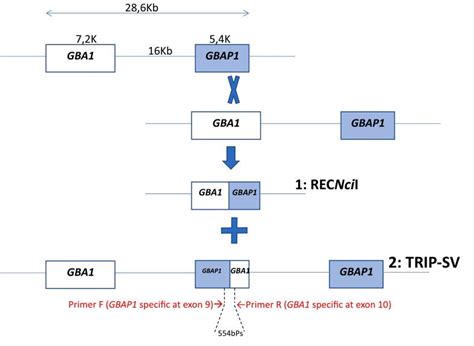The Most Common Structural Variant Expected At The Gba1 Locus May Be Detected By A Simple