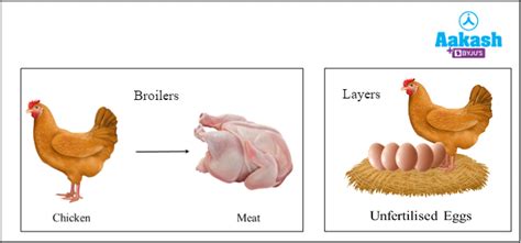 Poultry Farming Project Disease Management And Breeds Aesl