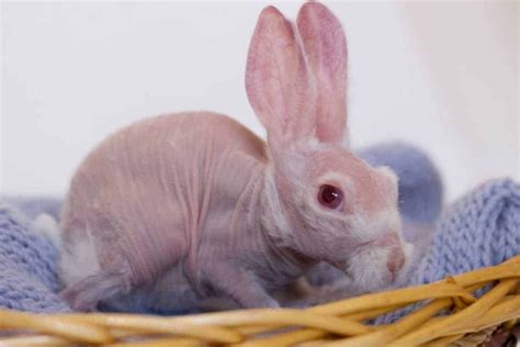 Comprehensive Rabbit Care Guide Tips For Rabbit Owners