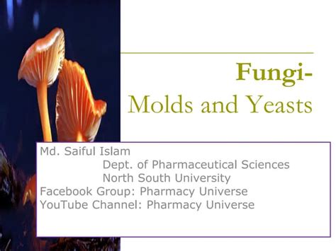 Yeast Fungi Slide Fungal Tests Pathology Tests Explained