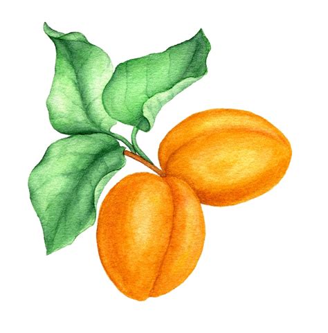 Images De Abricots Dessin Téléchargement Gratuit Sur Freepik