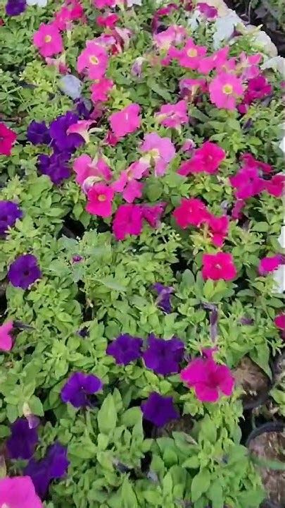 بيتونيا Youtube