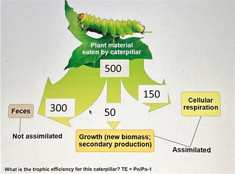 Solved What Is The Trophic Efficiency For This Caterpillar