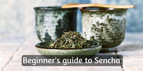 What Is Sencha A Beginners Guide Japans Popular Green Tea
