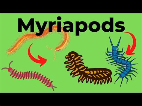 Myriapods Characteristics And Examples
