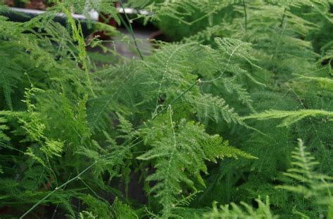 Asparagus setaceus - Sierasperge | Bloemenpark Appeltern