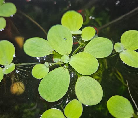 Dwarf Water Lettuce Roots