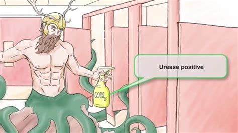 Proteus Mirabilis Free Sketchy Medical Lesson