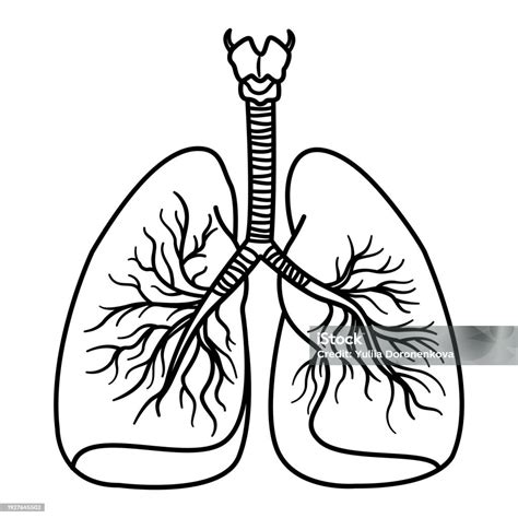 Ilustración De Sistema Respiratorio Humano Para Colorear Órganos