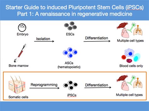 Starter Guide To Induced Pluripotent Stem Cells Ipscs Part 1 A Renaissance In Regenerative