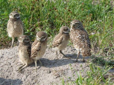 State Increases Protections For Florida Burrowing Owl Wgcu News Pbs