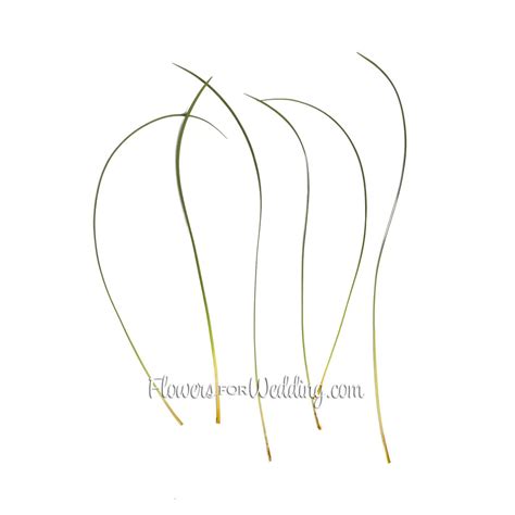 Lily Grass Flowers For Weddings Wedding Flowers Lovely Bridal