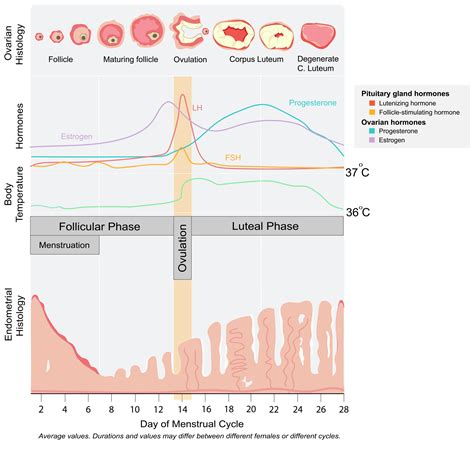 138 Female Reproductive Physiology Introduction To The Evolution