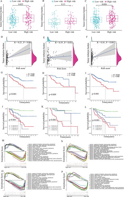 Tmb Analysis And Gsea Ac Tmb Difference Between High And Low Risk Download Scientific