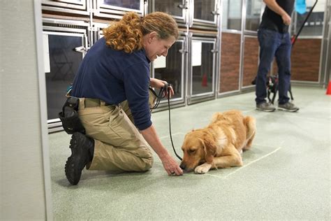Basic Obedience Training For Puppies Where To Start