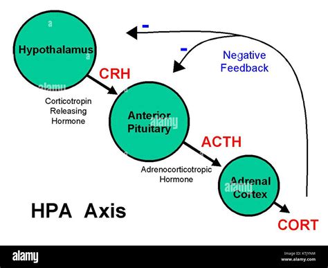 Hypothalamic Pituitary Adrenal System