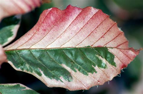 Variegated Leaves Pictures Of Bi Colored Plants