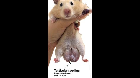 Vet Case Study A Male Syrian Hamster Has A Large Testicular Swelling