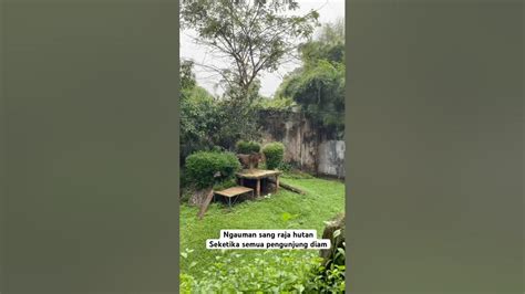 Ngauman Singa Ragunan Singa Youtube